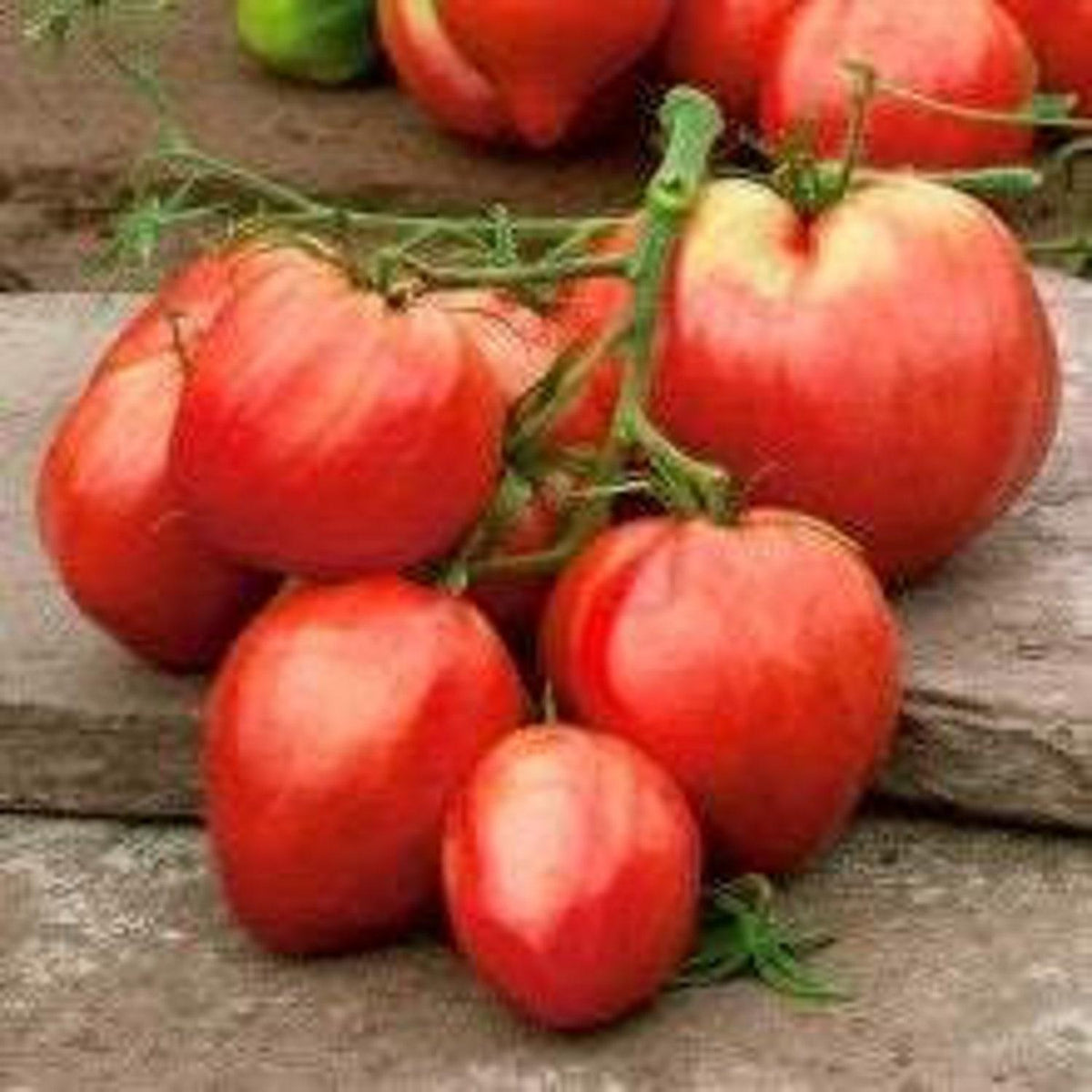 50+ Seeds Retro Raspberry Tomato Seeds, - Perfect for Planting and Gif ...