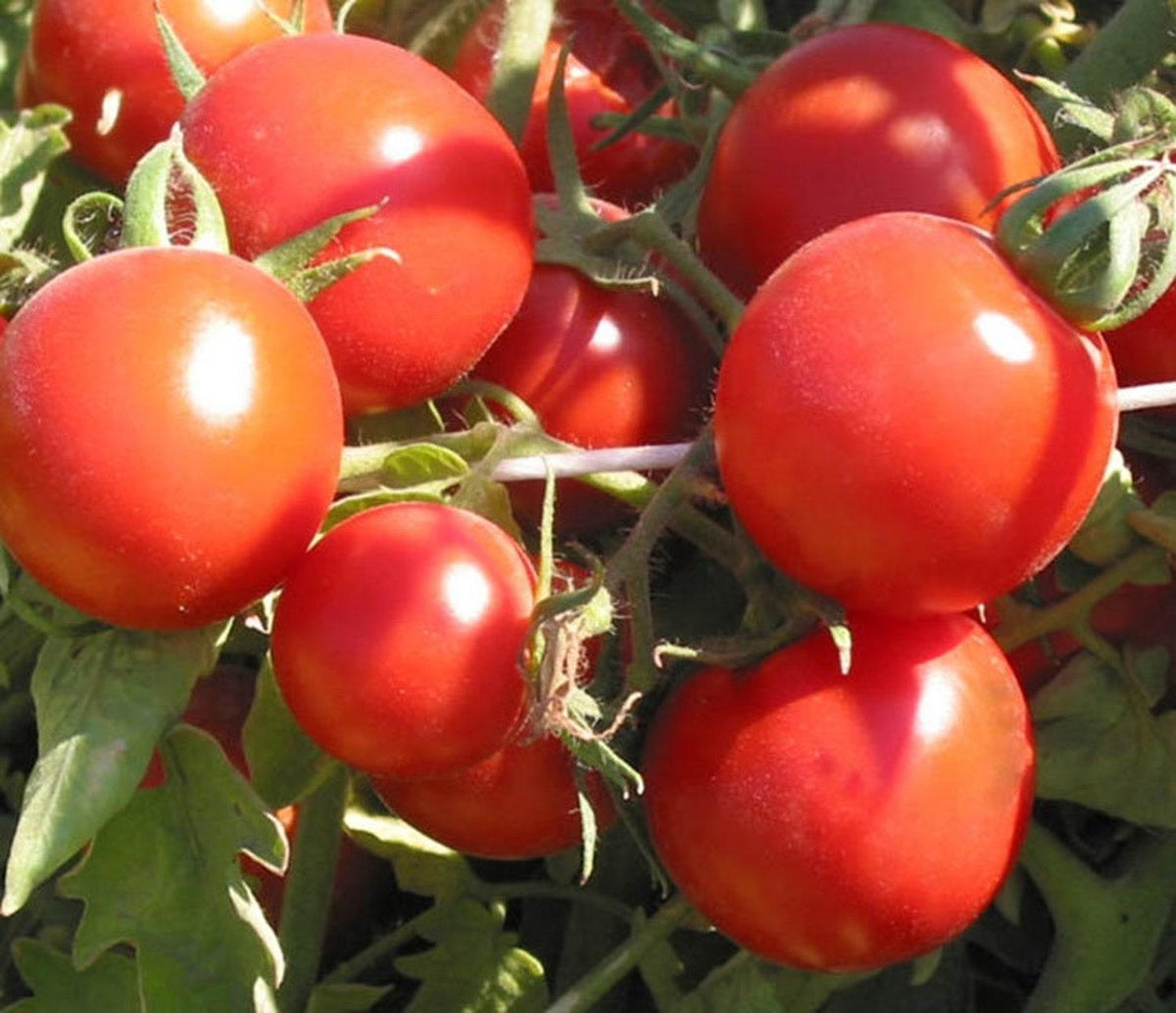 Sugar Lump Tomato Cherry Tomato 35+ Seeds Annual - Perfect for Plantin ...