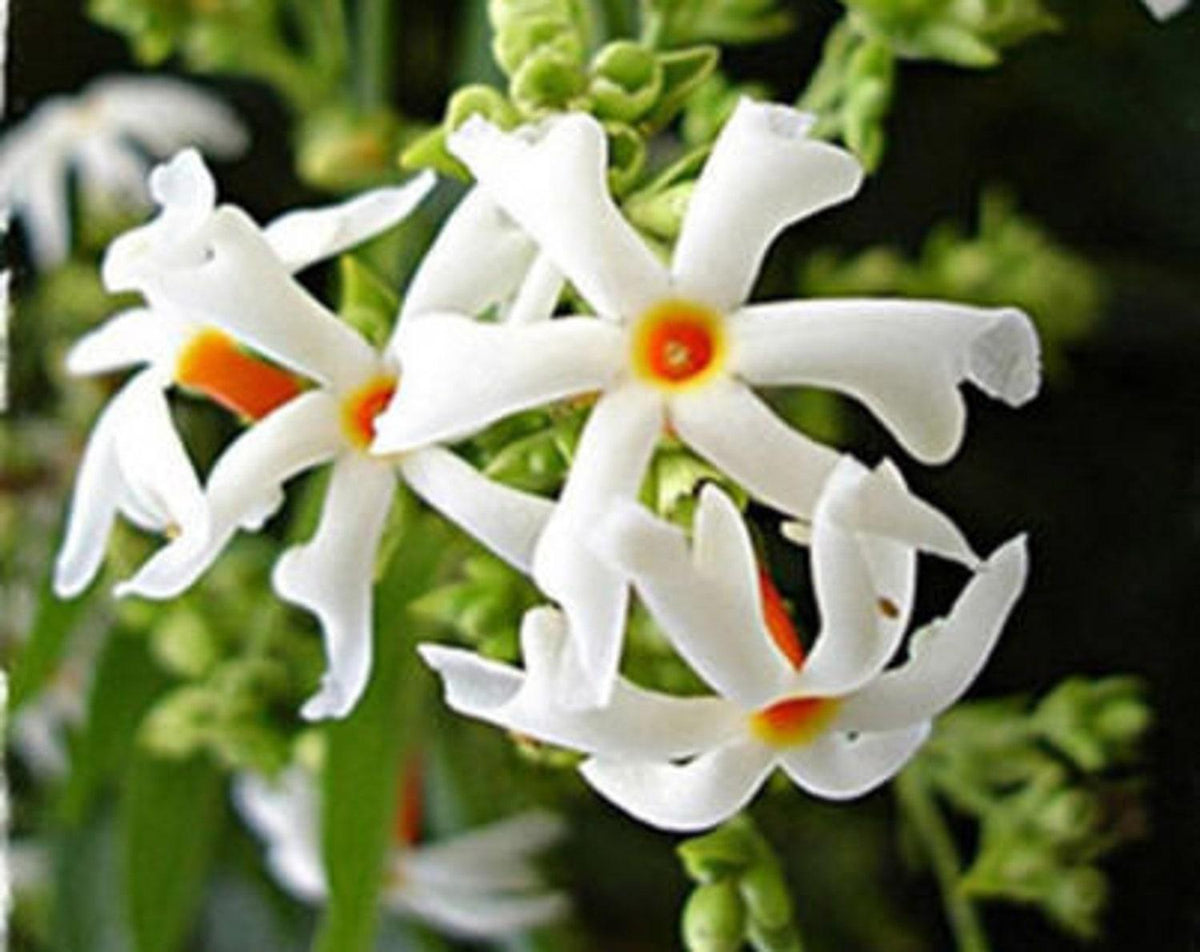 35+ Seeds Night Flowering Jasmine Seeds ( Nyctanthes Arbor Tristis ) P ...