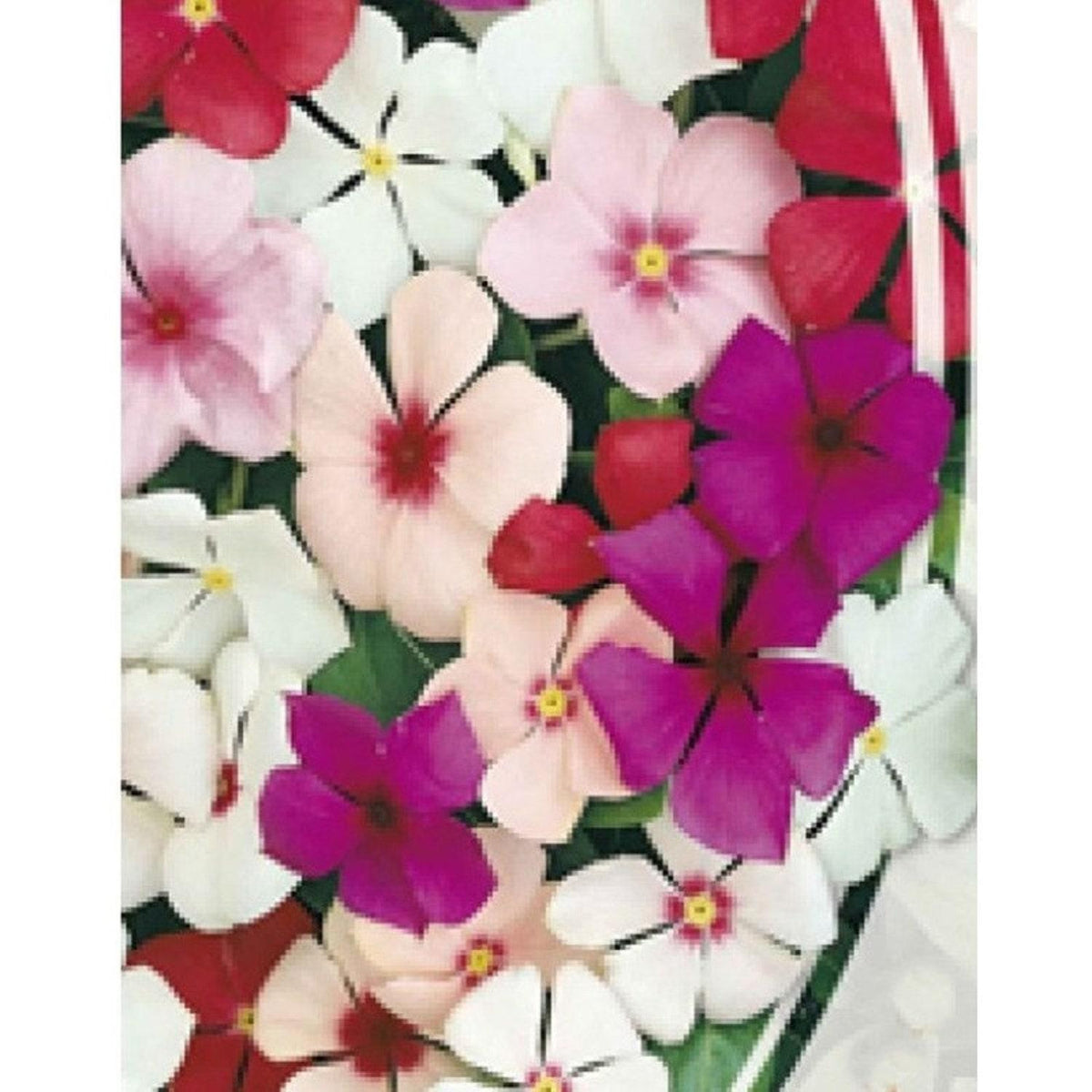 Madagascar Periwinkle Seeds Flowering For Planting 100+ Seeds - Perfec ...