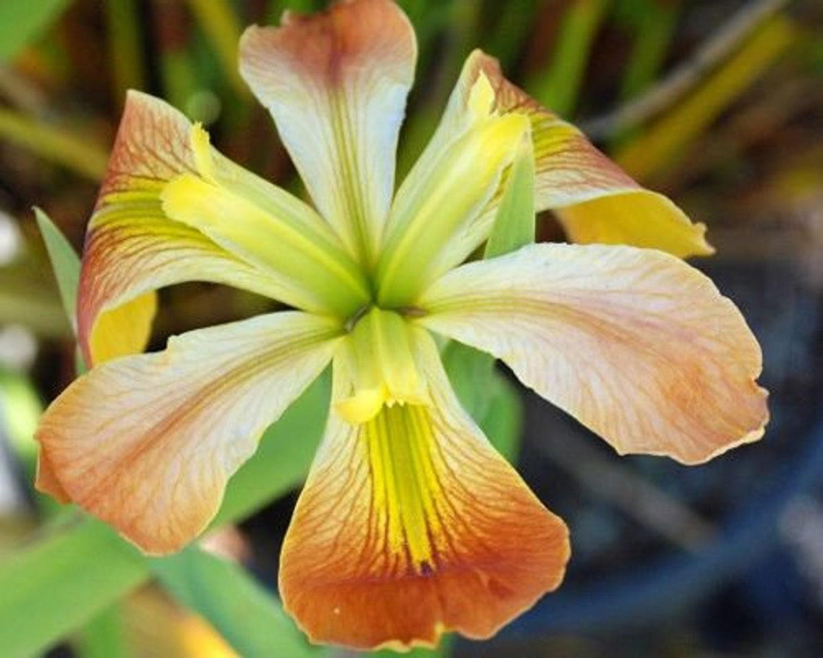 Iris Louisiana Count Pulaski Seeds Plant 35+ Seeds Size Super Cool Pla ...