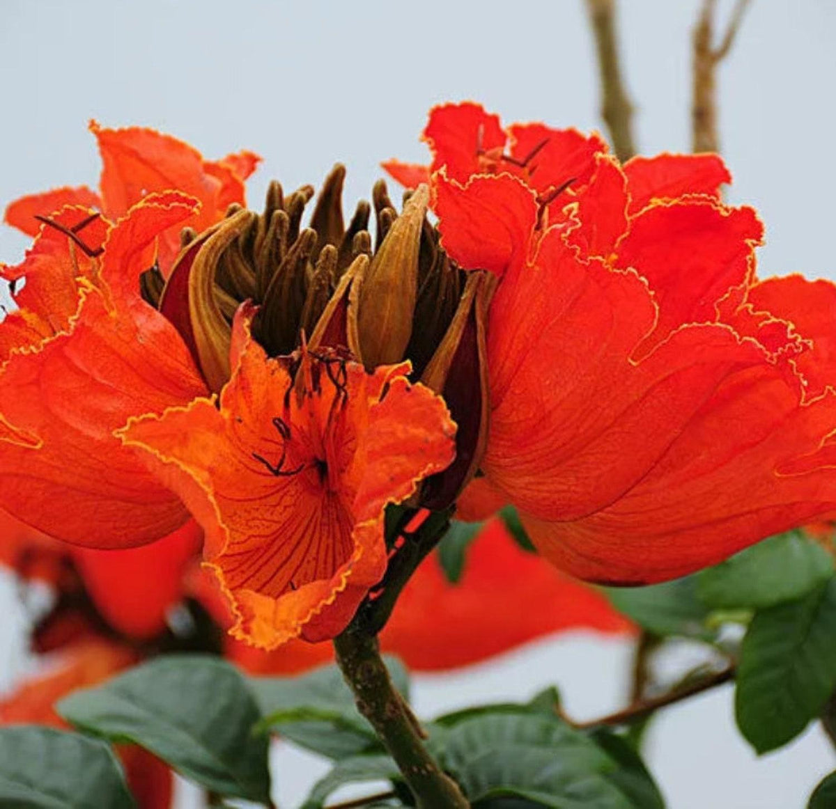 100+ Seeds African Tulip Stunning Flower Spathodea Campanulata, Africa ...