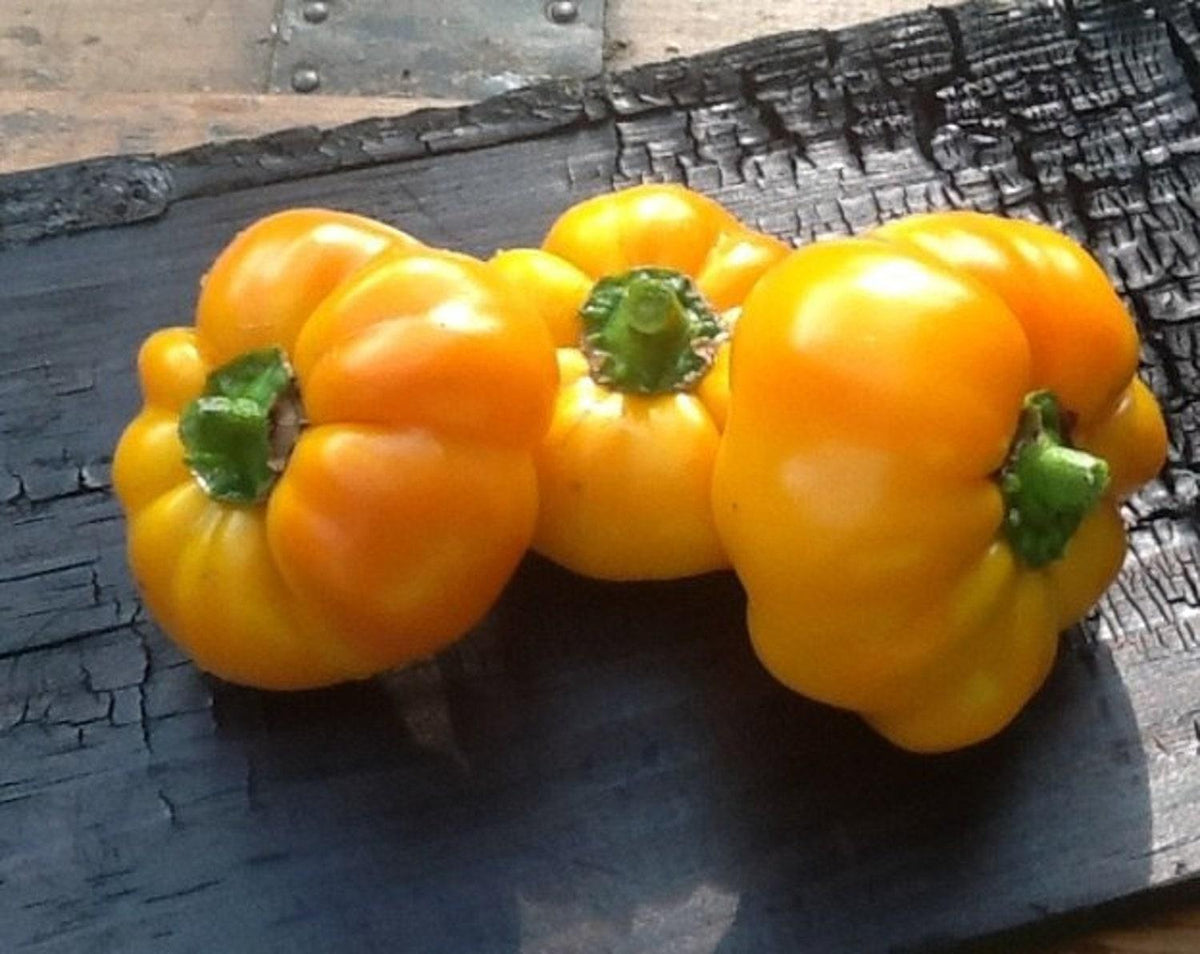 50+ Seeds Sweet Pepper Golden Rain Ratunda Golden Tasty Vegetables See ...
