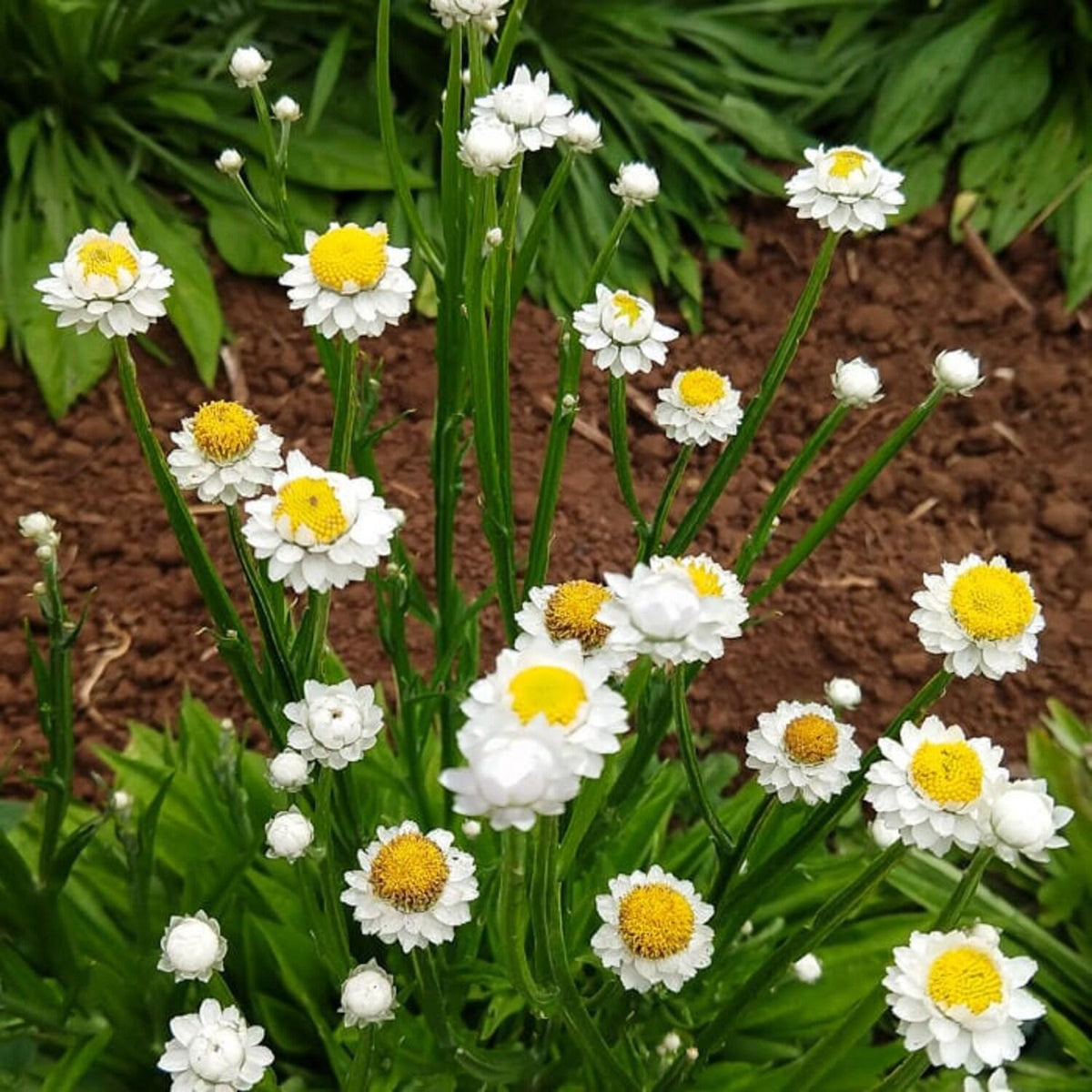Winged Everlasting 50+ Seeds Ammobium Seeds - Perfect for Planting and ...