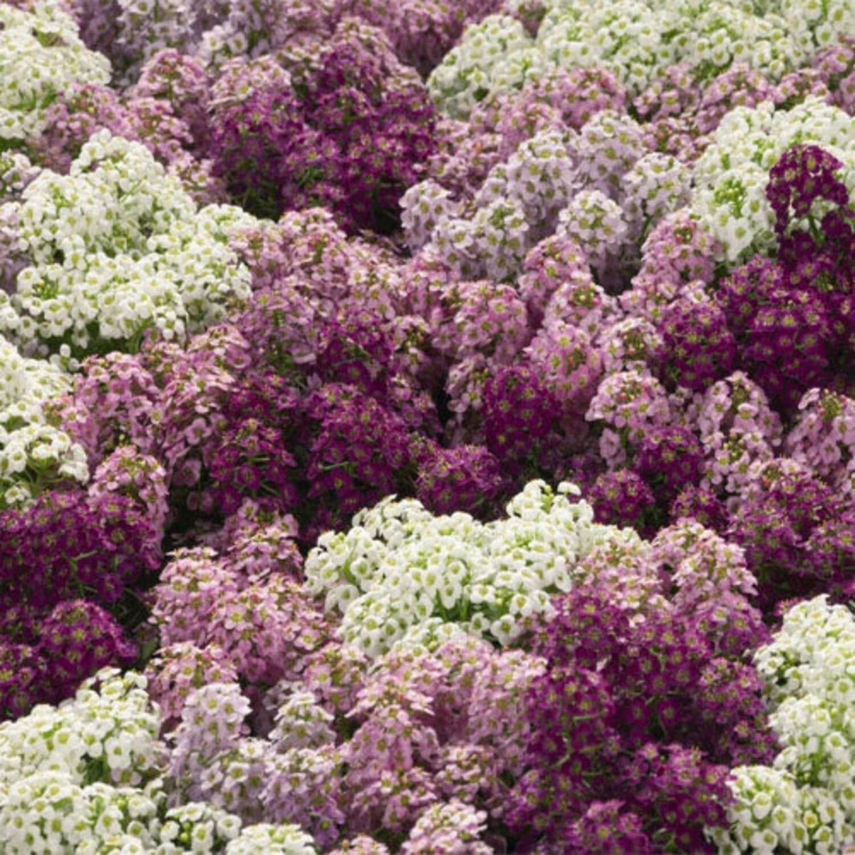 Sweet Alyssum Mulberry Mix 50+ Seeds - Perfect for Planting and Giftin ...