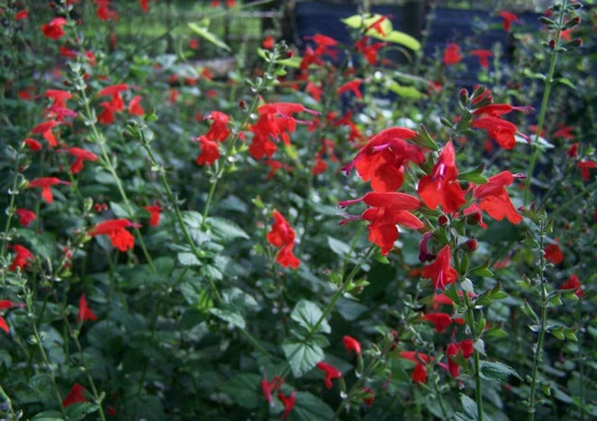 Texas Sage Red, Hummingbird Sage, Scarlet Sage, Forest Fire (salvia Co ...