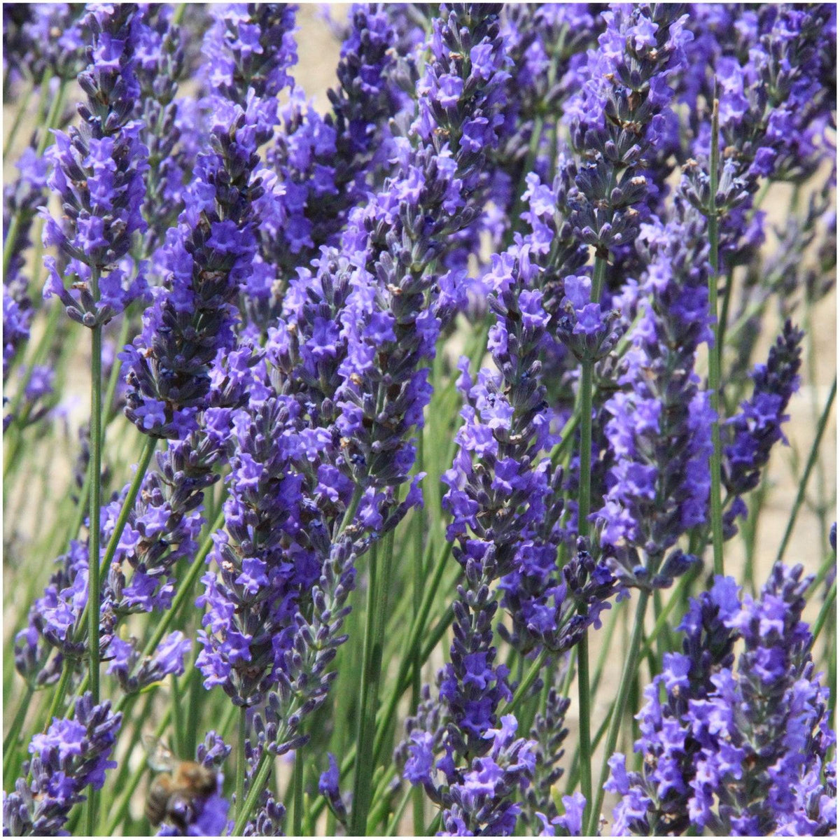 Lavender Spike Seeds 50+ Seeds - Perfect for Planting and Gifting ...