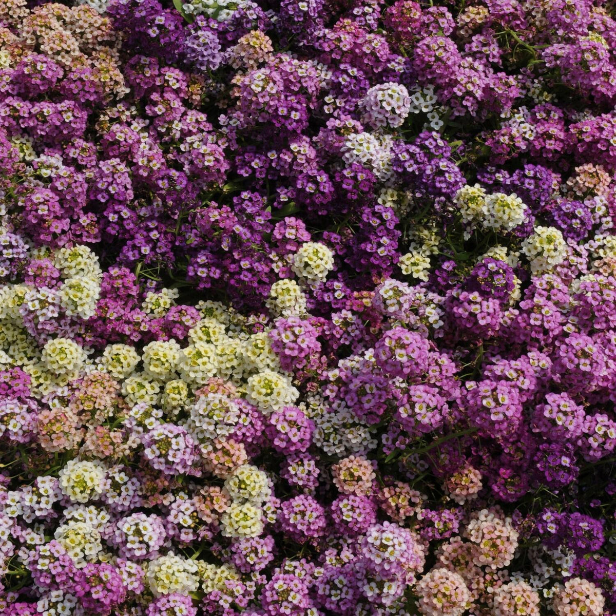 Sweet Alyssum Maritima Paletta Mix 50+ Seeds - Perfect for Planting an ...