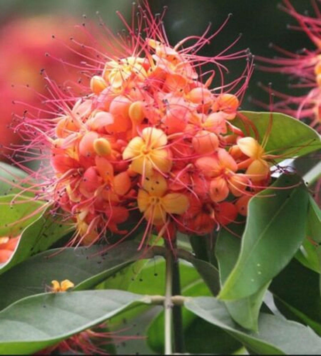 35+ Seeds Ashoka Tree Saraca Asoca Tree Rare Flower - Perfect for Plan ...