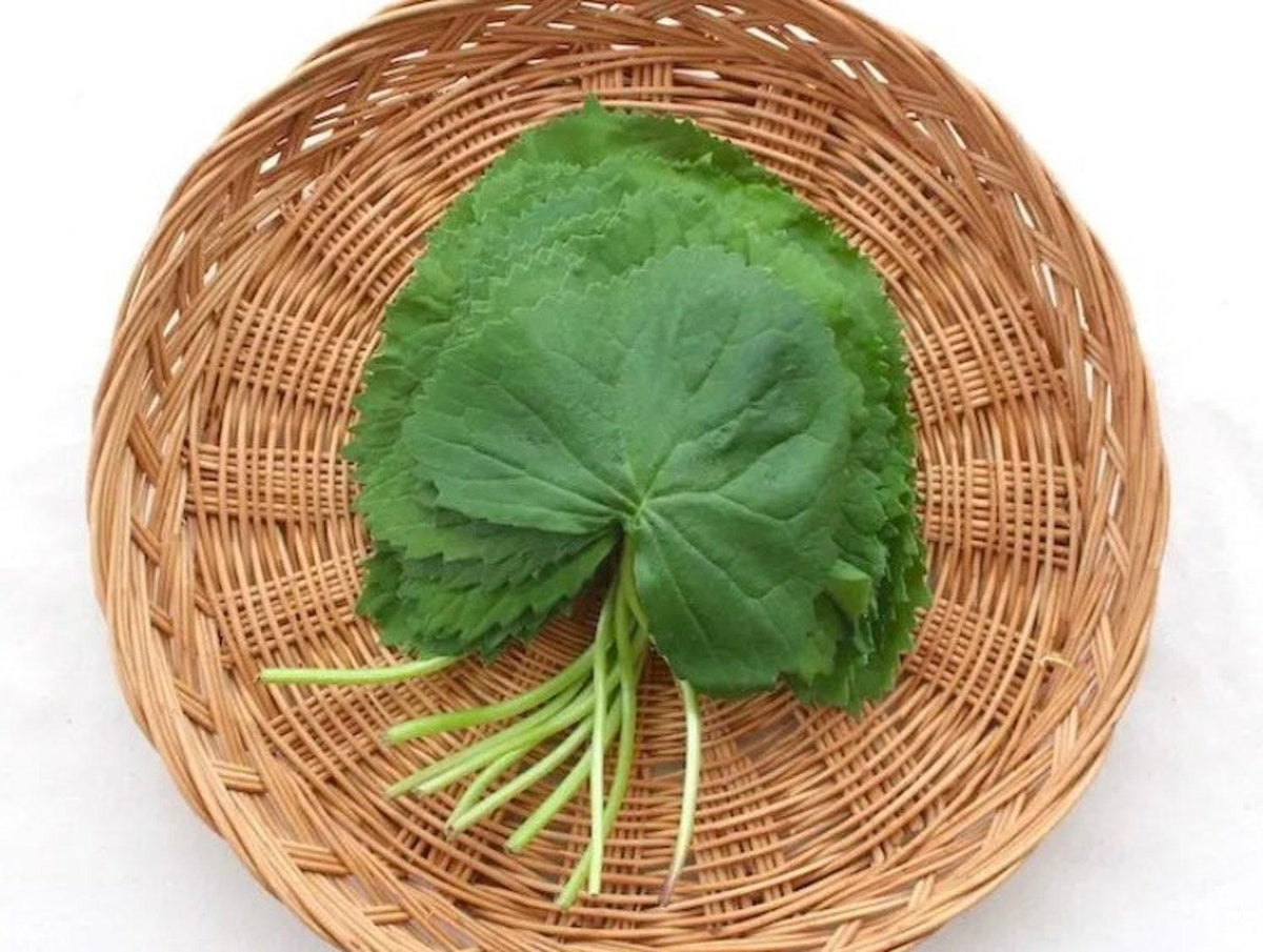 Fischers Ragwort Gom Chwi Korean Leaf Seeds (35+ Seeds) - Perfect for ...