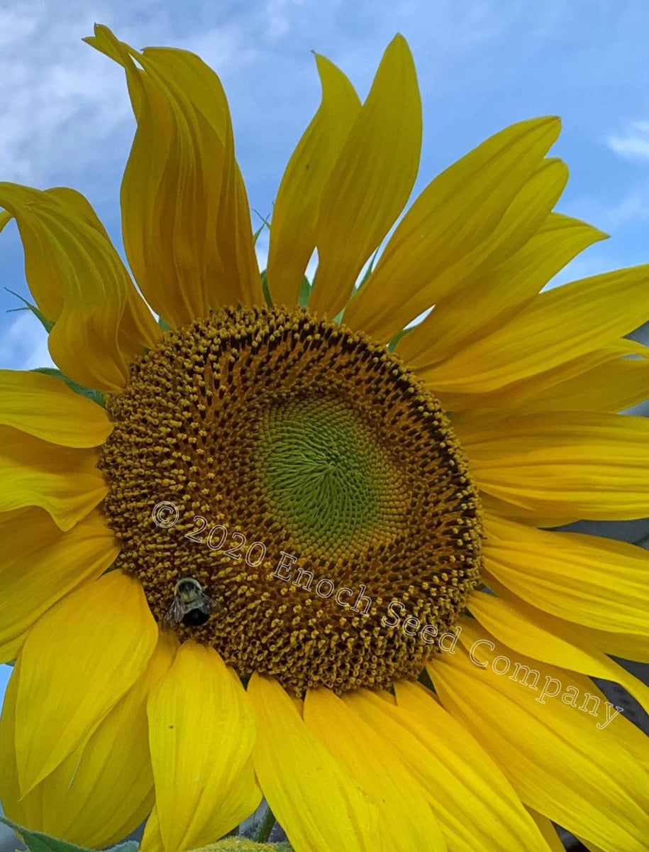 Mammoth Grey Striped Sunflower (annual, 35+ Seeds Min Per Pack, Statel ...
