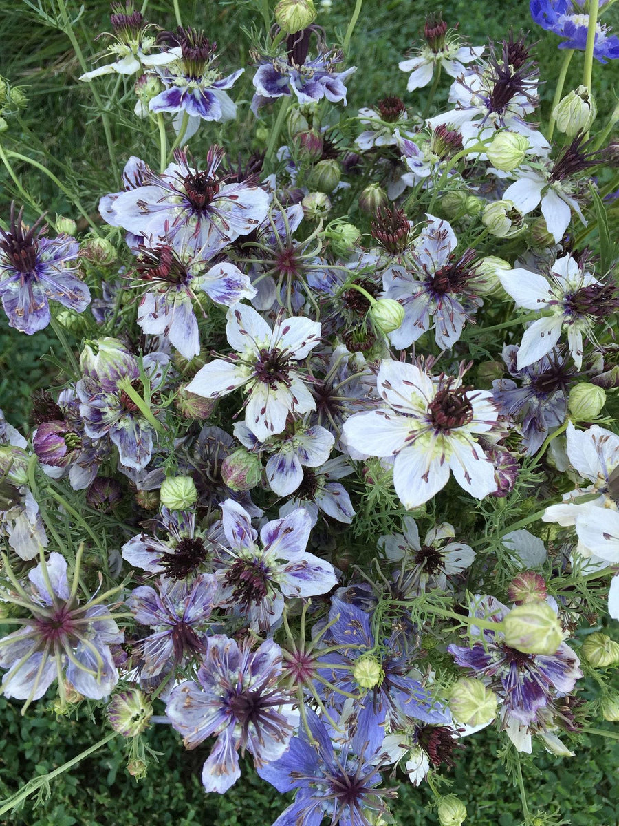 Nigella Delft Blue Nigella Seeds 50+ Seeds - Perfect for Planting and ...