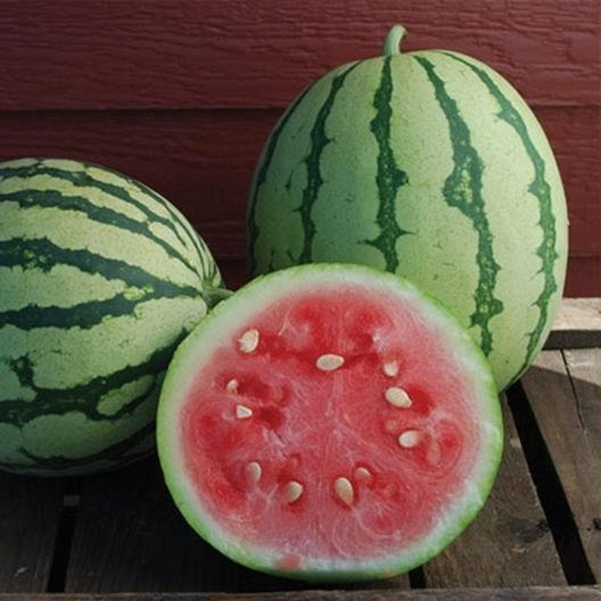 Dixie Queen Watermelon 35+ Seeds - Perfect for Planting and Gifting ...