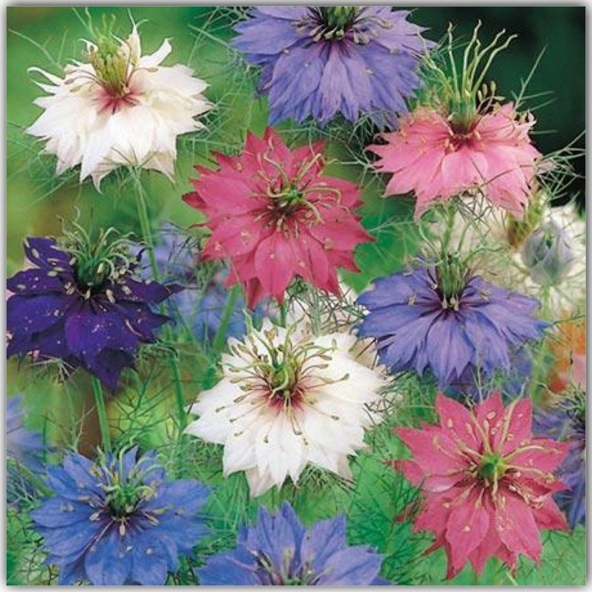 50+ Seeds Nigella Damascus Mix Flower Seeds From Ukraine - Perfect for ...