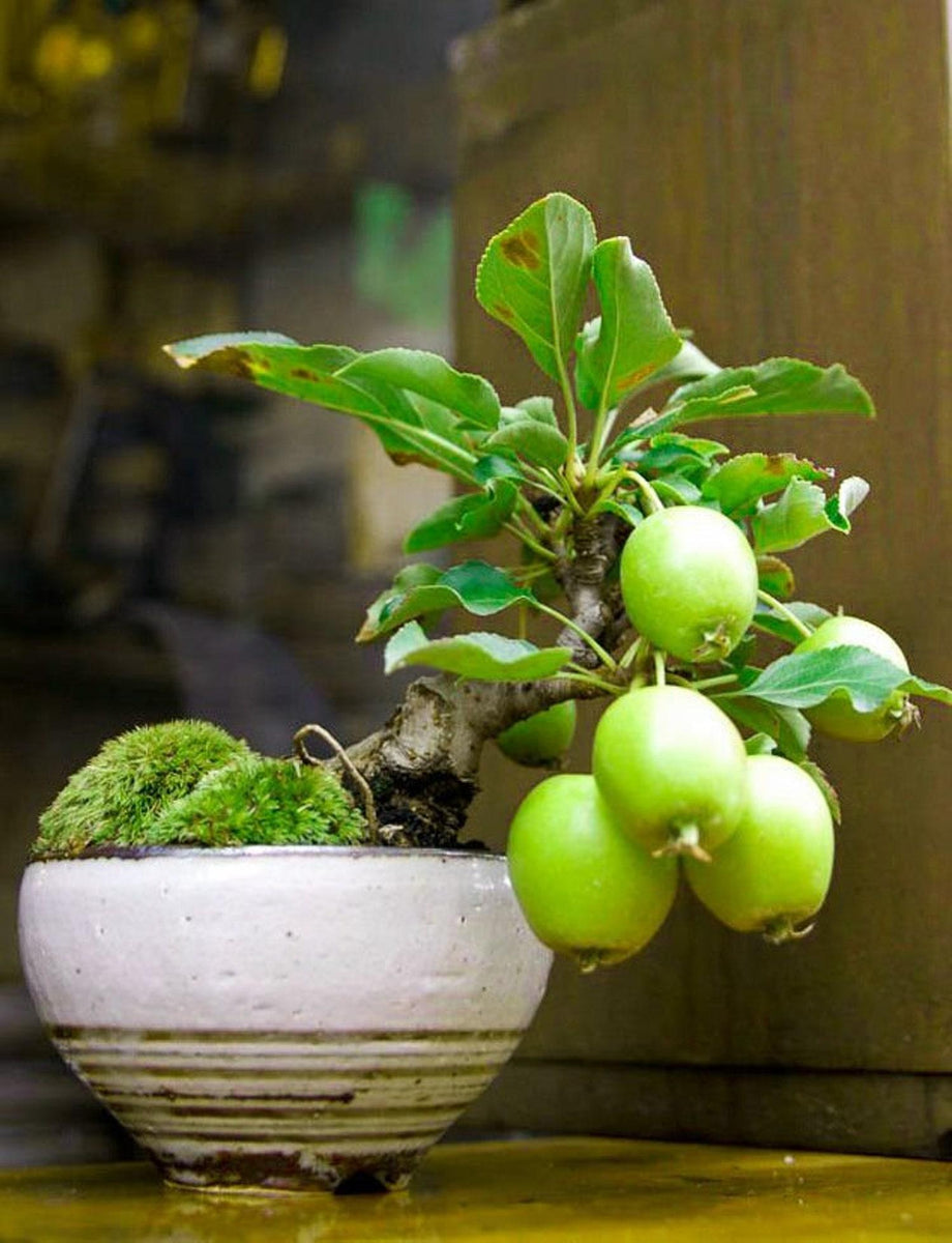 Guava Bonsai Tree Seeds For Planting 50+ Seeds - Perfect for Planting ...