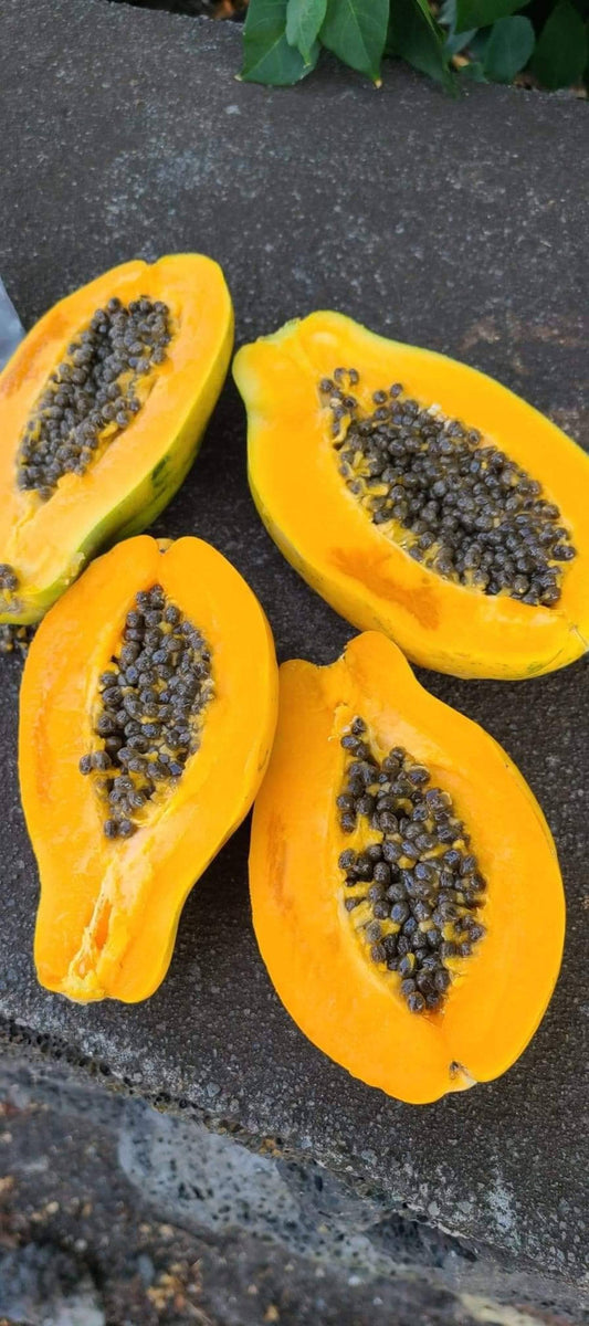 Rainbow Papaya Seeds (50+ Seeds ) - Perfect for Planting and Gifting ...