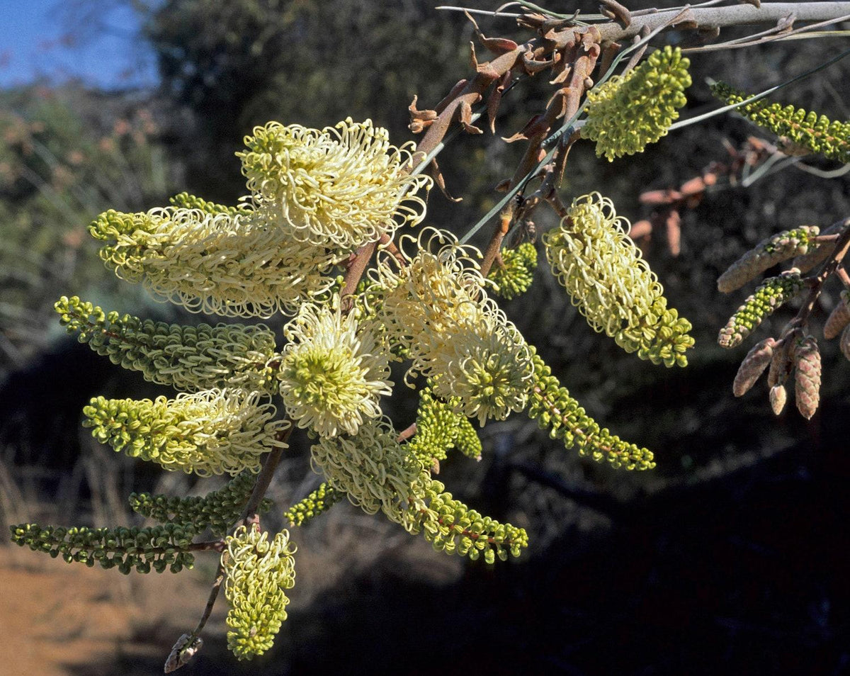 Grevillea Leucopteris 35+ Seeds, White Plumed Grevillea Flower Seeds ...