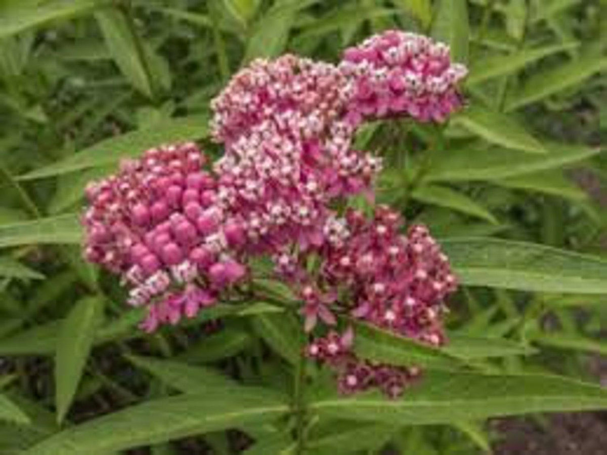 Milkweed Swamp Pink Seeds 35+ Seeds - Perfect for Planting and Gifting ...