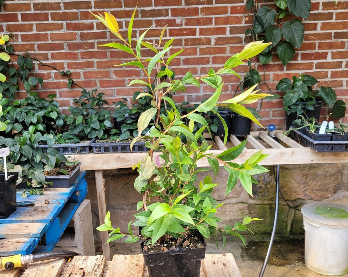 Agonis Flexuosa Peppermint Willow Myrtle Seeds Plant Seeds Tree Tropic ...