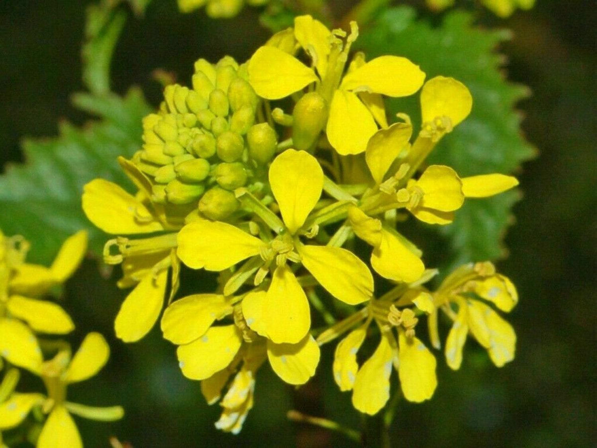 Field Mustard Charlock Sinapis Arvensis 100+ Seeds (e ) - Perfect for ...