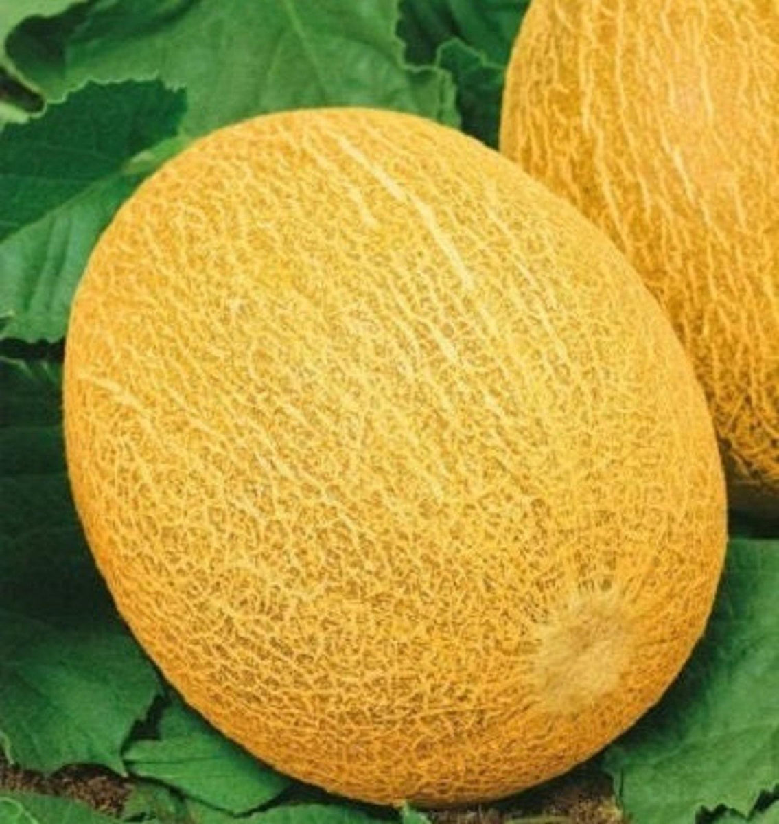 50+ Seeds Melon Caramel Early Sweet Fragant Juicy Fruit Seeds From Ukr ...