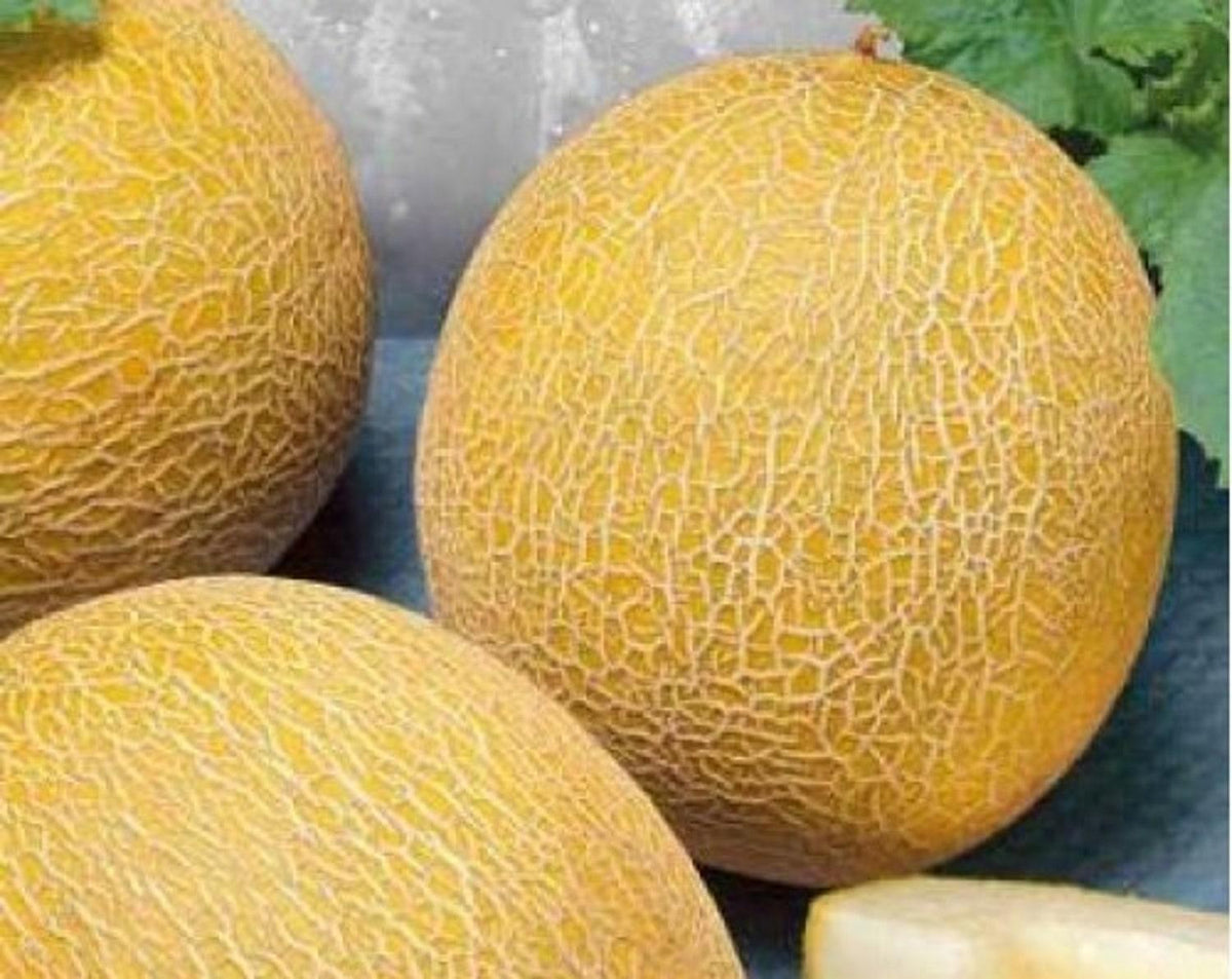 50+ Seeds Melon Lesya Early Sweet Honey Fragant Juicy Fruit Seeds From ...