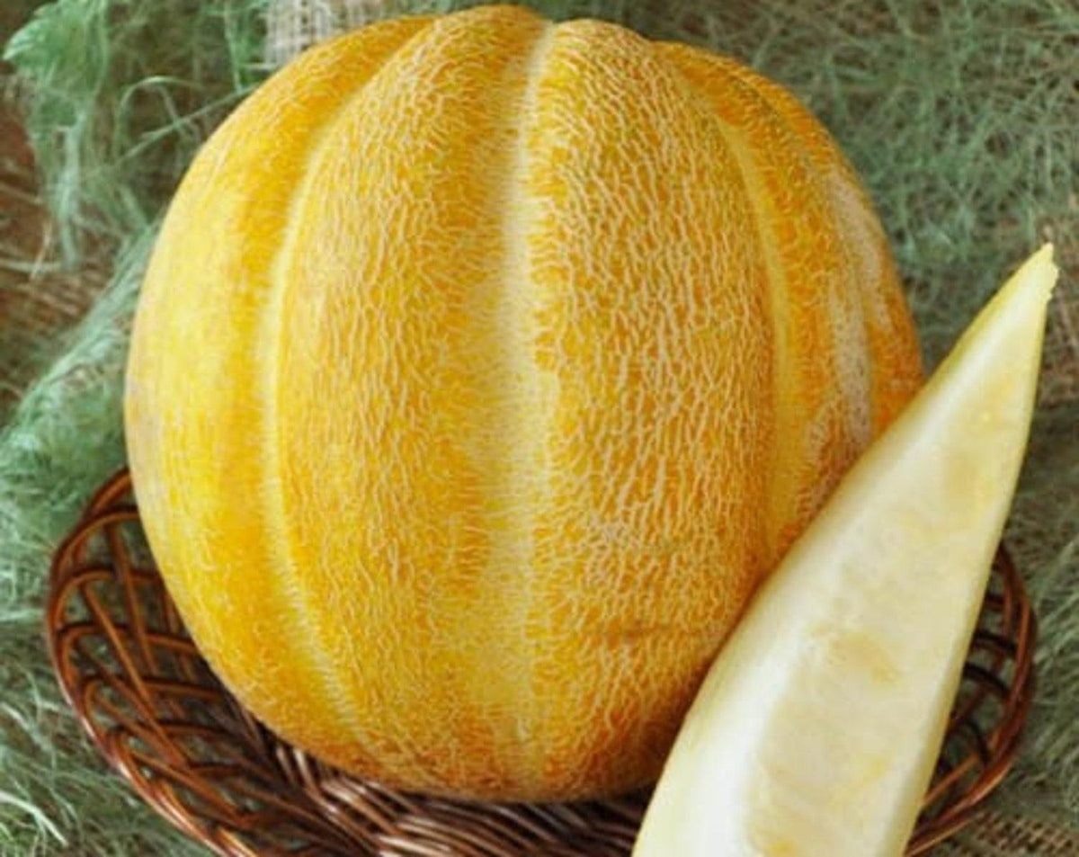50+ Seeds Melon Ethiopian Mid Ripe Sweet Fragant Juicy Fruit Seeds Fro ...