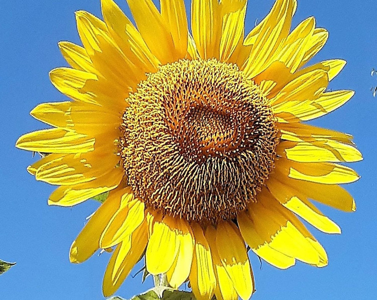 50+ Seeds Mammoth Sunflower Seeds, Easy To Grow Sunflower, Attracks Po ...