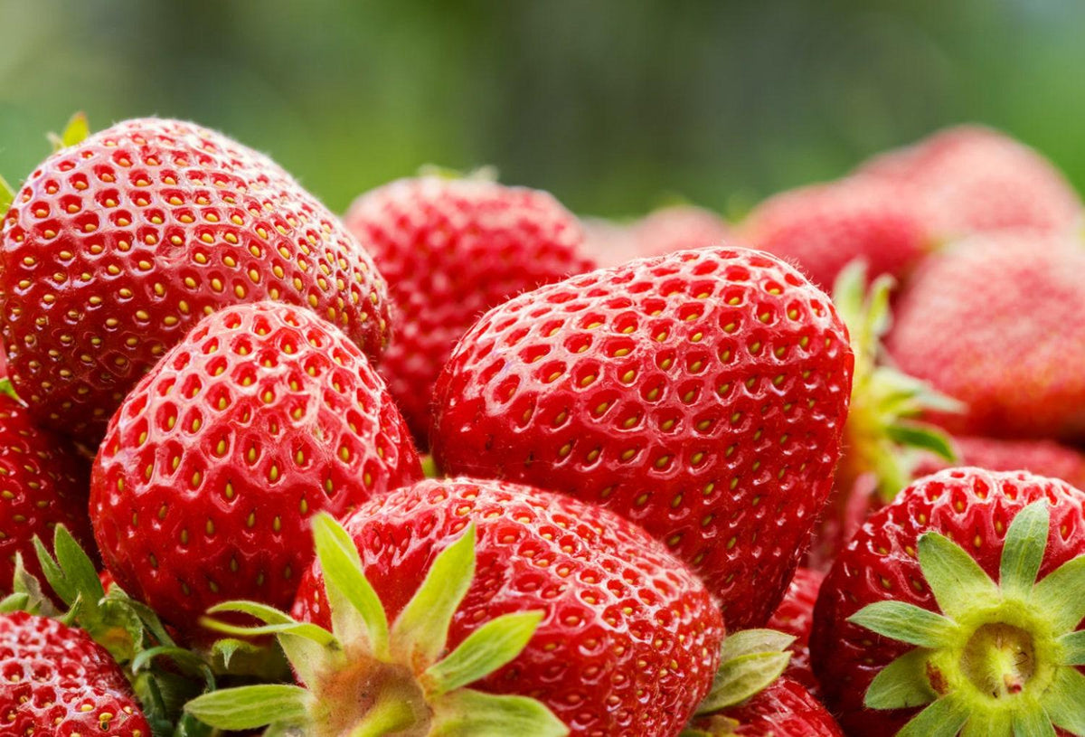 50+ Seeds Strawberry Temptation Early Tasty Fragant Organic Fruit Seed ...