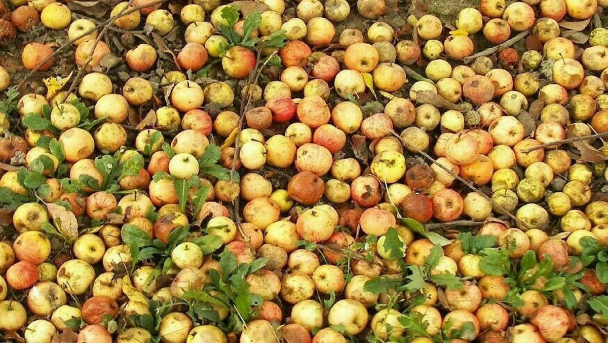 Crab Apple Malus Sylvestris Seeds (g 89+ Seeds ) - Perfect for Plantin ...