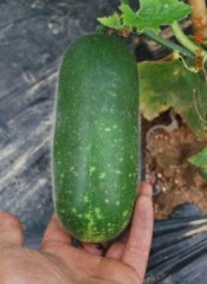 New Jang Sin Hybrid Jointed Gourd 35+ Seeds - Perfect for Planting and ...