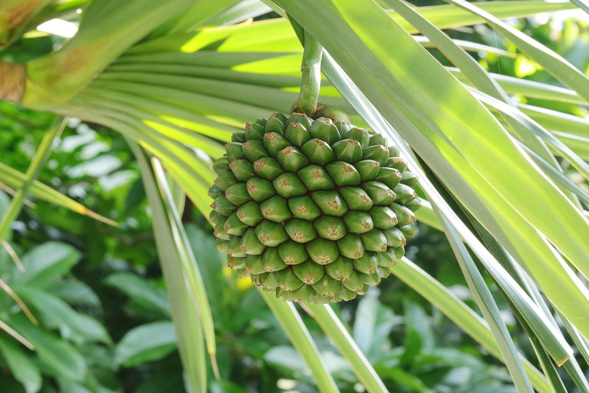 Screw Pine Pandanus Utilis 35+ Seeds () - Perfect for Planting and Gif ...
