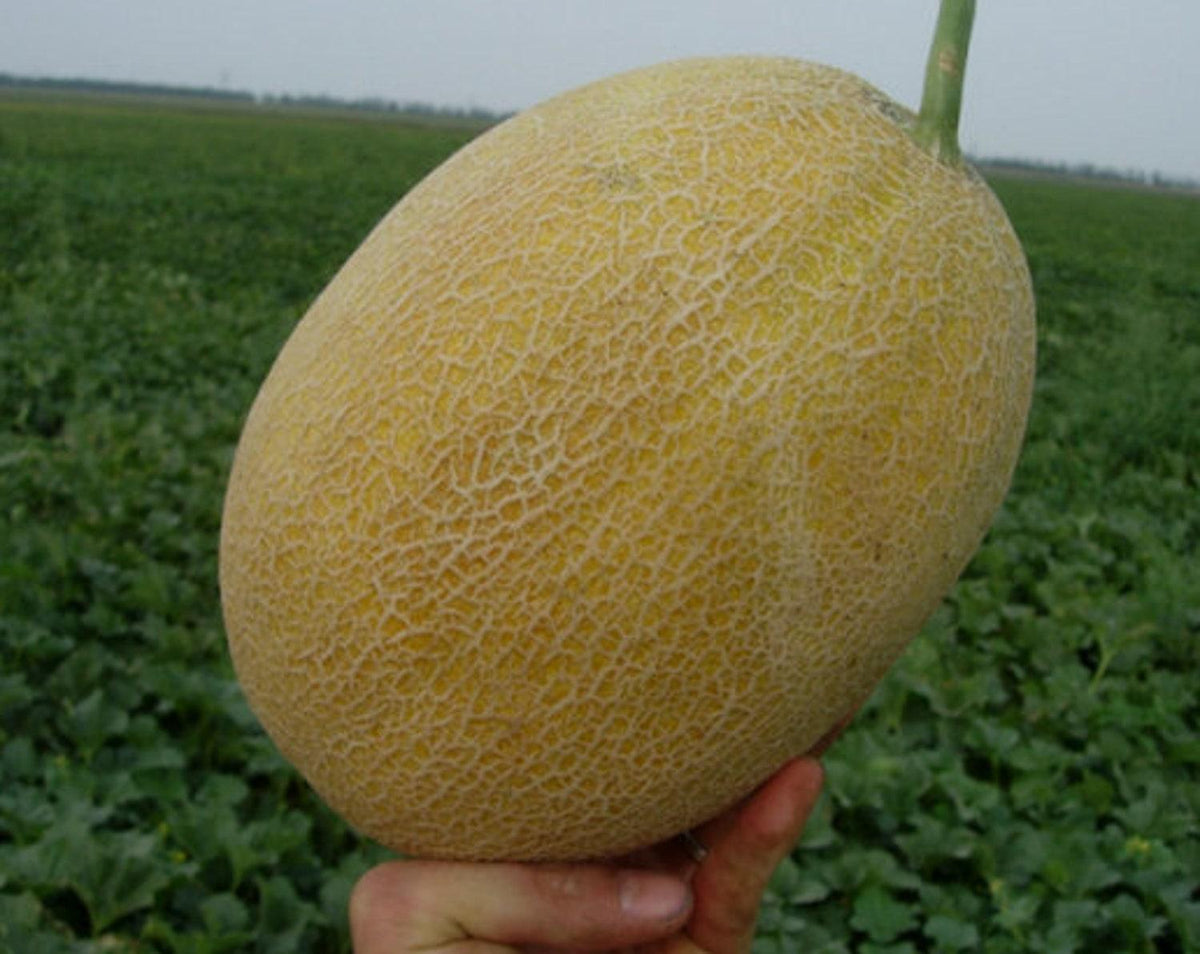 50+ Seeds Melon Credo Early Sweet Tender Fragant Juicy Fruit Seeds Fro ...
