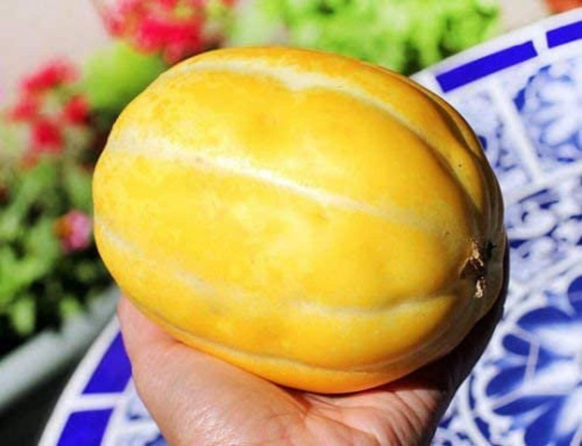 35+ Seeds Korean Melon Seeds - Perfect for Planting and Gifting – Seeds ...