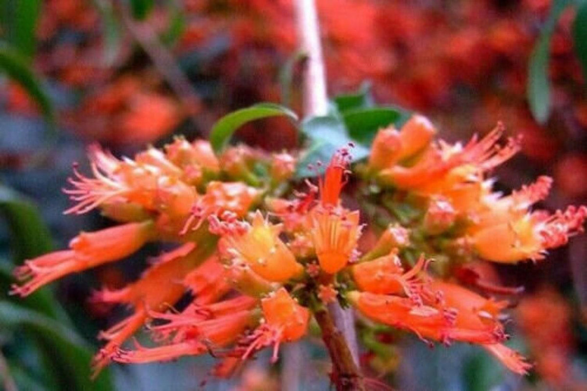 Woodfordia Fruticosa, Fire Flames, Woodfordia, Dhataki Plant 35+ Seeds ...