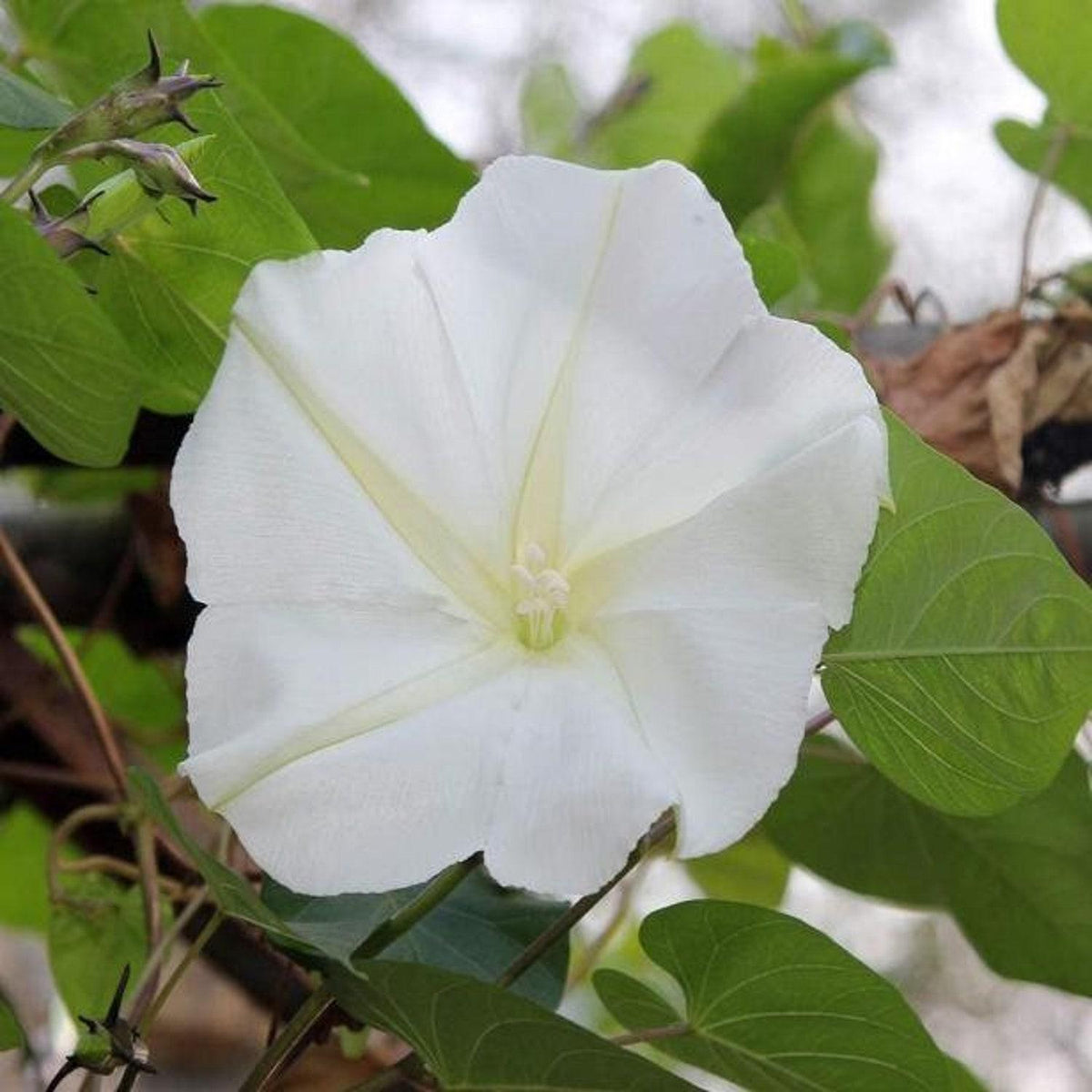 50+ Seeds Moonflower Seeds, Easy To Grow, Fragrant White Flowers, Beau ...