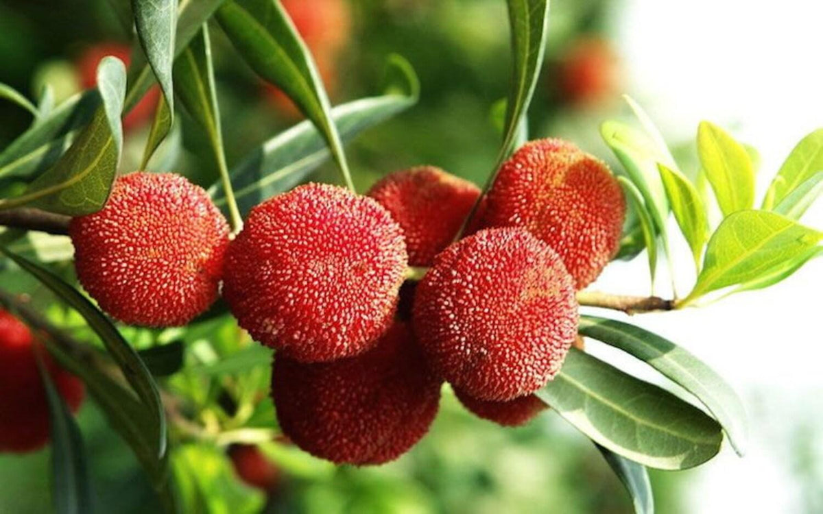 Bayberry Fruit 35+ Seeds - Perfect for Planting and Gifting – Seeds ...