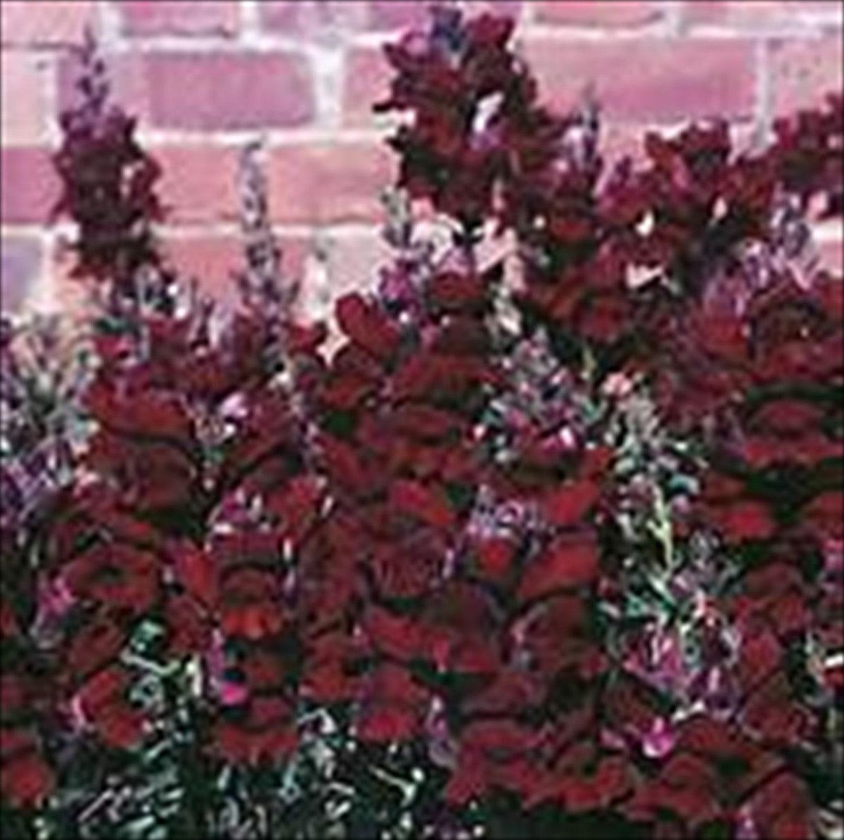 Snapdragon Black Prince Seeds Gothic 36+ Seeds Tall Hummingbird Attrac ...