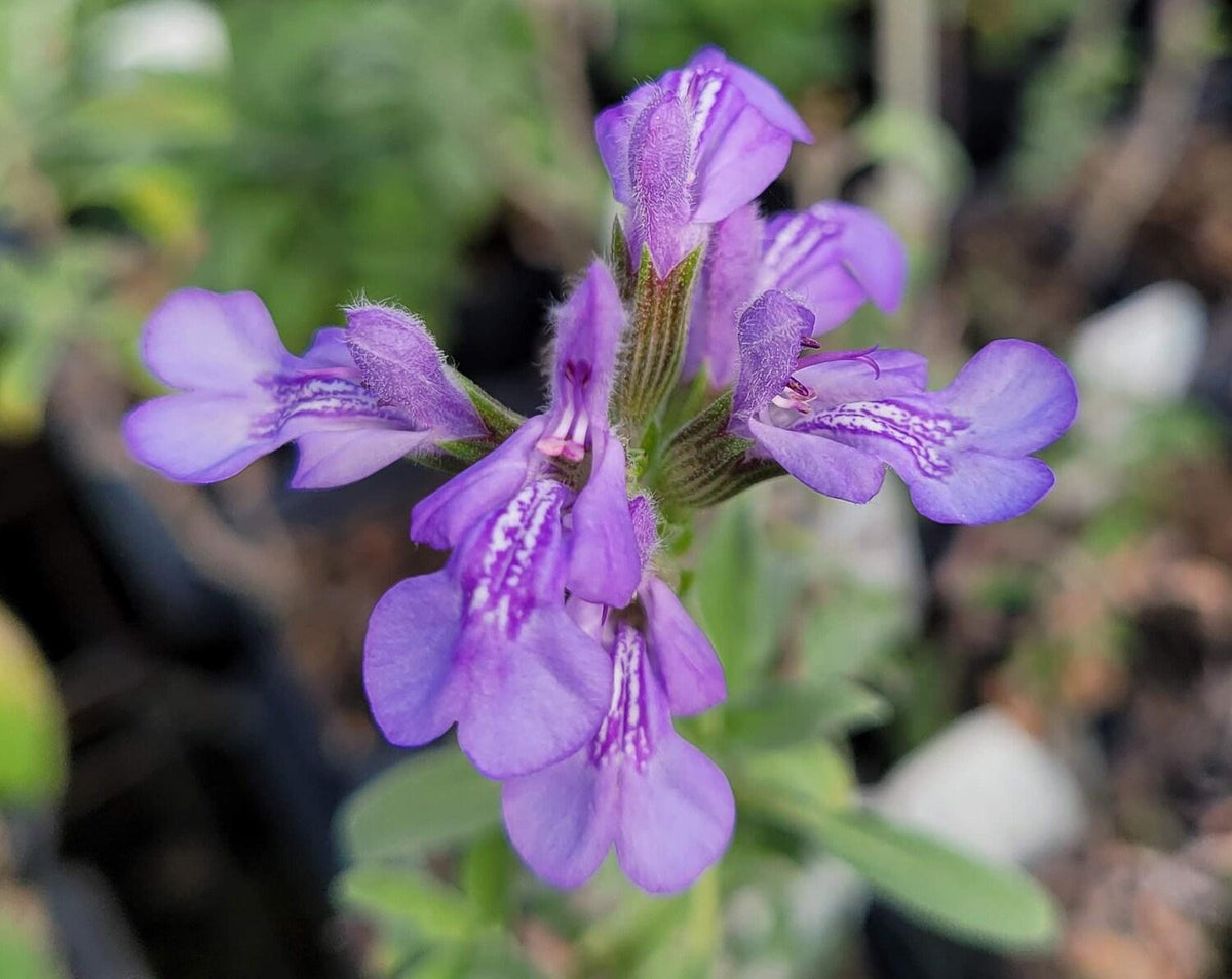 Salvia Off Nana Dwarf Sage Seeds Plant In 35+ Seeds - Perfect for Plan ...