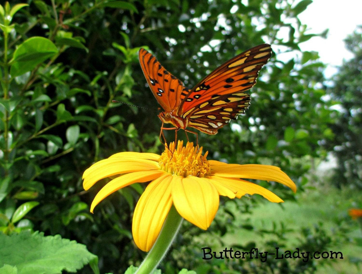Yellow Mexican Sunflower (tithonia Rotundifolia Yellow Torch ) Packet ...