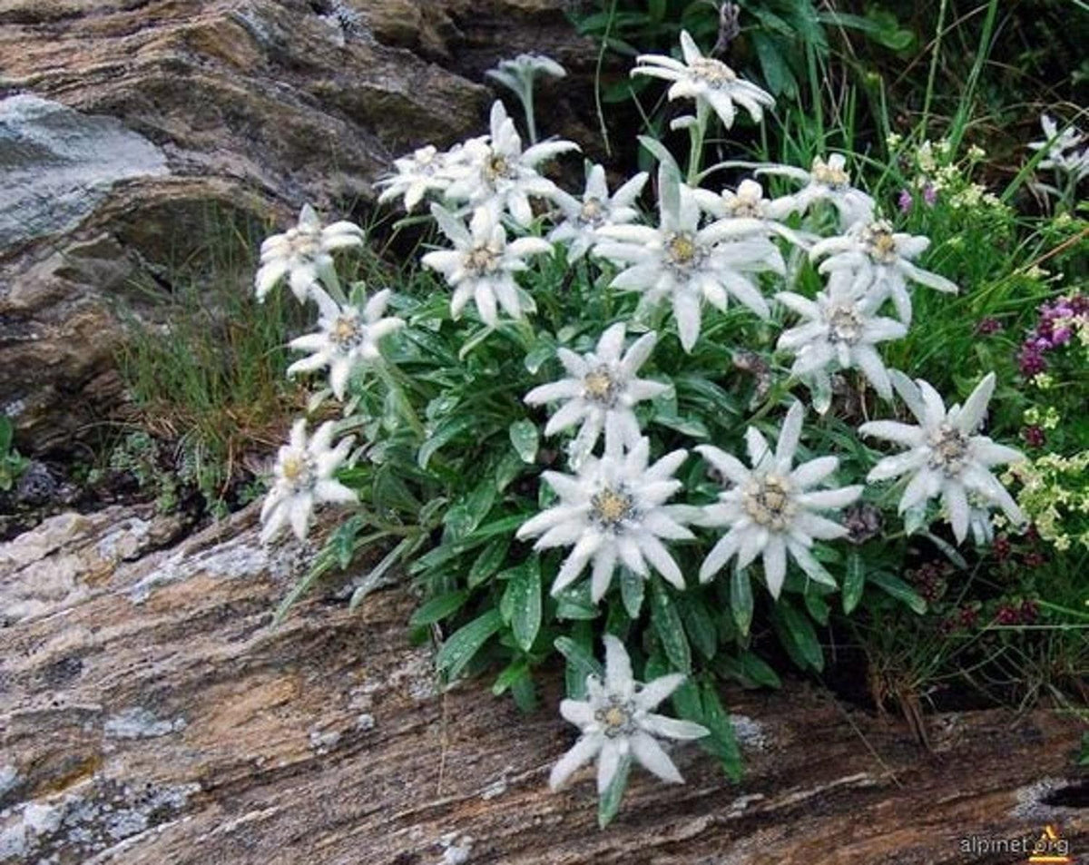 50+ Seeds Edelweiss Seeds Leontopodium Alpinum Alpine Everlasting Flow ...