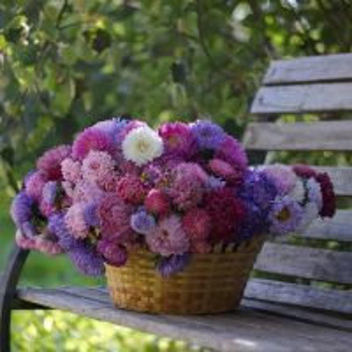 50+ Seeds Aster Dwarf Seeds Dwarf Aster Mix Seeds Callistephus Chinens ...