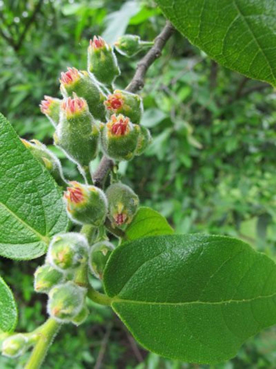 Sandpaper Fig Ficus Coronata 35+ Seeds - Perfect for Planting and Gift ...