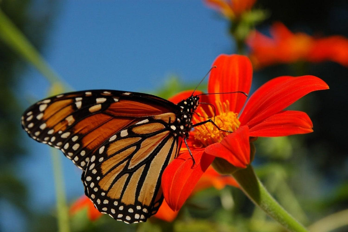 Red Mexican Sunflower (tithonia Rotundifolia Red Torch ) Packet Of 35 ...