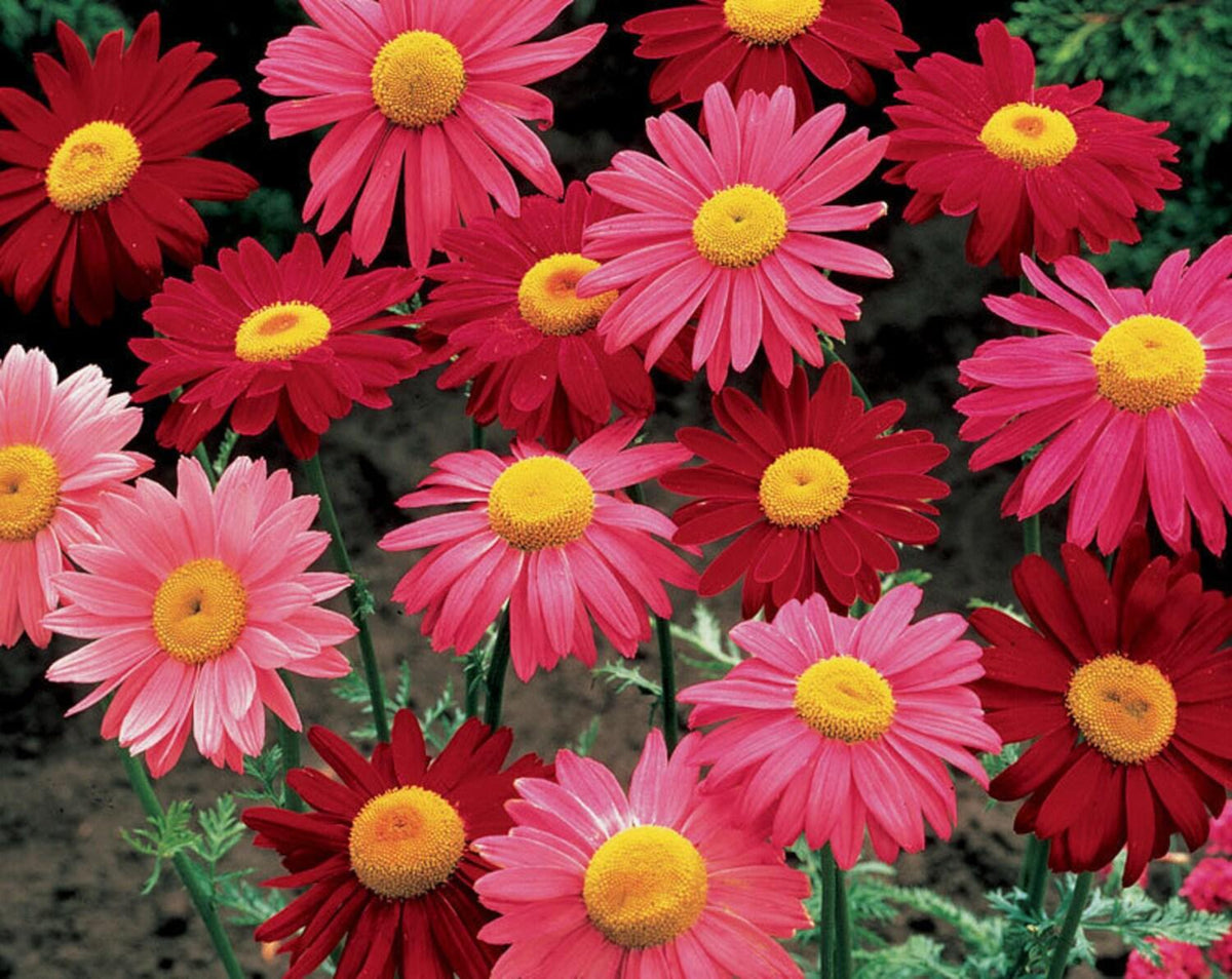 Rose Daisy Pyrethrum Daisies Mix Seeds B100+ Seeds - Perfect for Plant ...
