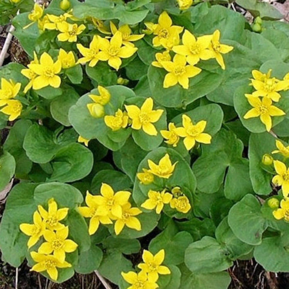35+ Seeds Marsh Marigold Wildflower Seeds - Perfect for Planting and G ...