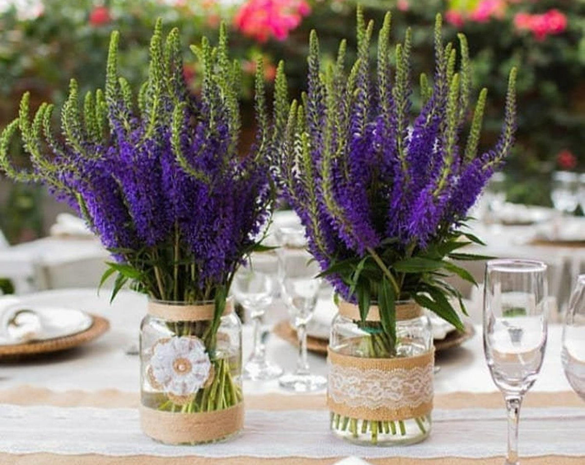 50+ Seeds Veronica Spicata Mix Seeds Veronica Longifolia Seeds Speedwe ...