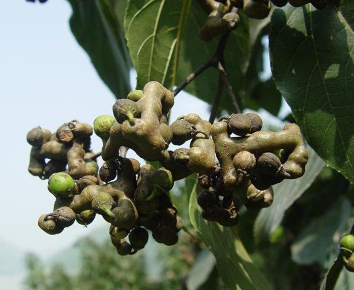 Japanese Raisin Tree 35+ Seeds - Perfect for Planting and Gifting ...