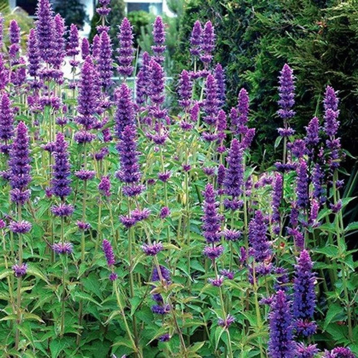 50+ Seeds Giant Hyssop Seeds, Mexicana Lavender Seeds, Beautiful Cut F ...