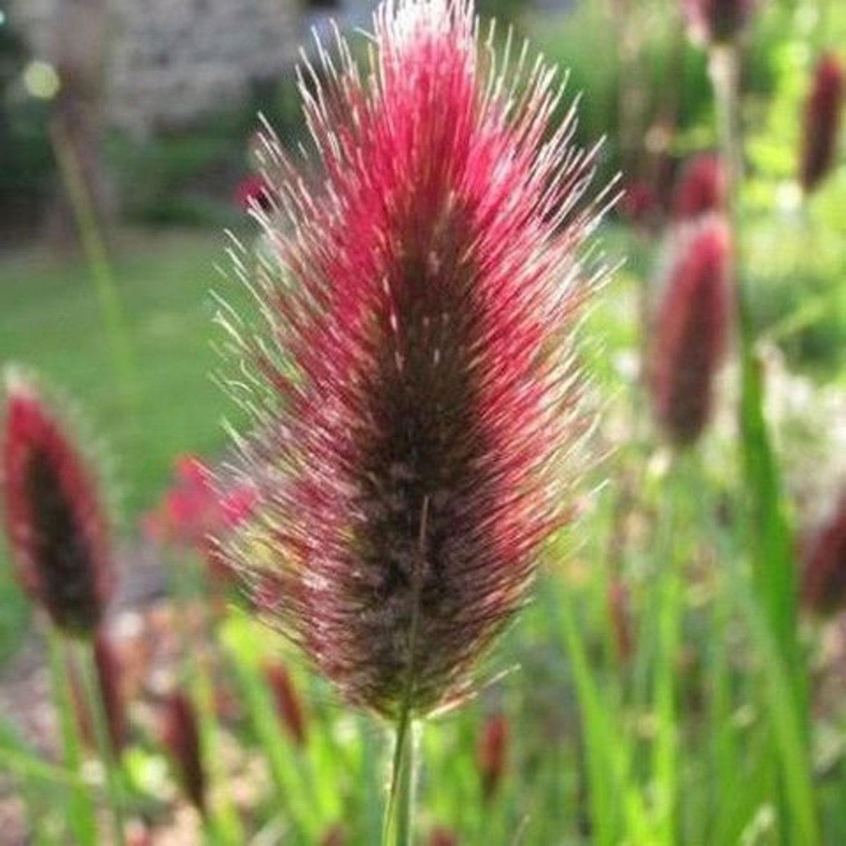 Bunny Tails Red Grass Pennisetum Red Button Ornamental 35+ Seeds Plant ...